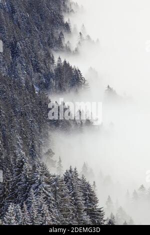 Snowy fir trees in fog in the mountains - Magic holiday background ...