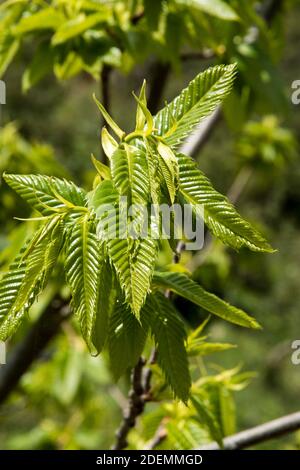castanea tree branch with young leaves and flowers isolated on a white ...