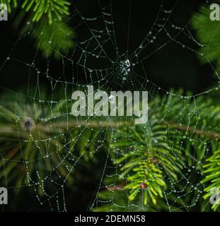 Cobweb on tree Stock Photo - Alamy