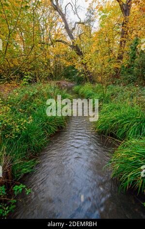 A stream called The Beck in Harvington Park, Beckenham, Kent, UK. The ...