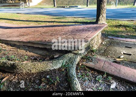 Tree Roots Destroy The Sidewalk Stock Photo - Alamy
