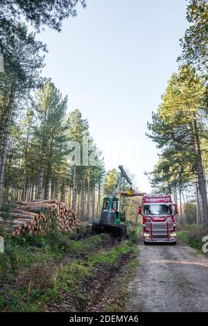 Felling of trees, cut trees. Truck loading wood in the forest. Loading ...