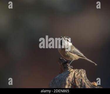 A mountain chickadee pauses on an old tree near Cheyenne, Wyoming Stock ...