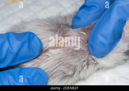 close-up photo of a little hamster with abscess Stock Photo - Alamy
