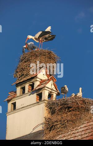 Störche in Uznach Stock Photo - Alamy