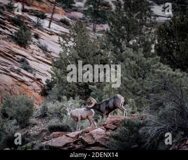 A pair of desert bighorn sheep climb the cliffs along the inner gorge ...