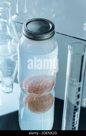 Human brain preserved in formaldehyde for science experiments and ...