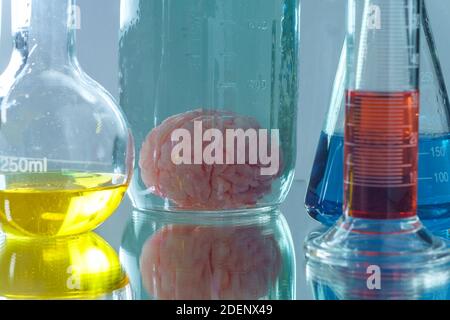 Human brain preserved in formaldehyde for science experiments and ...