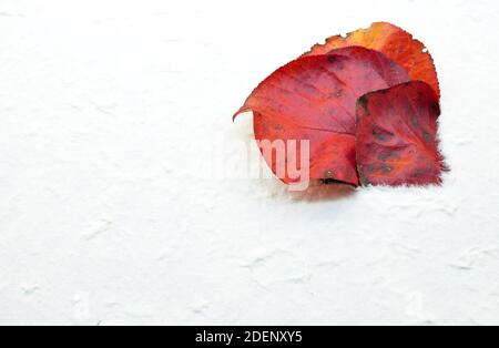 Autumn composition with white sheet of paper, pencils, autumn ...