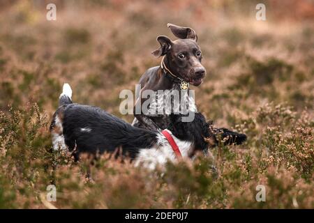 A Springer Spaniel playing with a German Shorthaired Pointer on ...