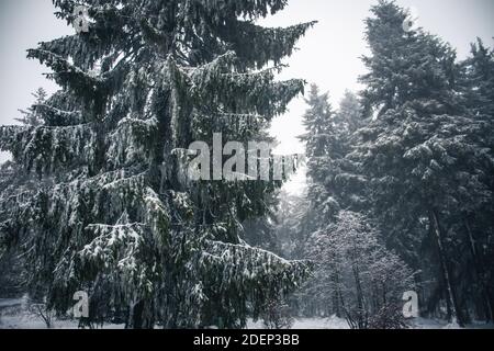 The first snow on the fir trees in the mountains of Germany. Fir trees ...