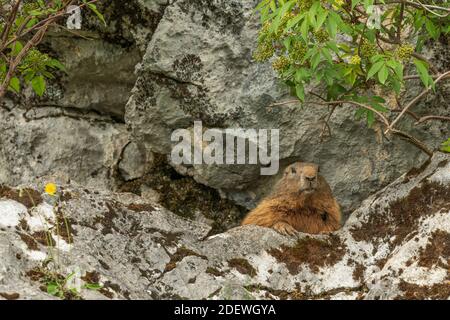 A closeup shot of gray marmot on its habitat Stock Photo - Alamy