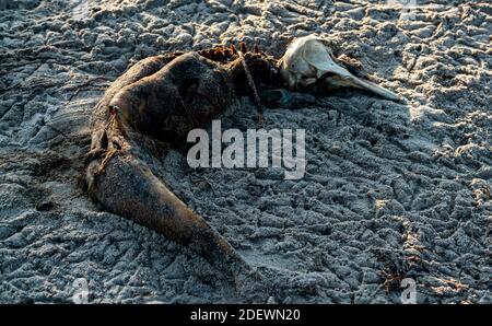 Rotting corpse and scull of a small dead dolphin on the beach. Result ...