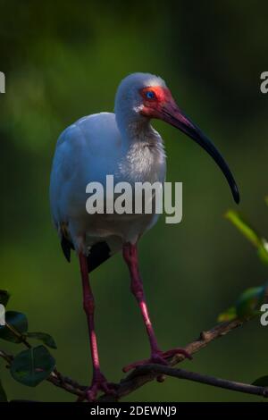 White Ibis, Eudocimus albus, at Quebro in the Veraguas province ...
