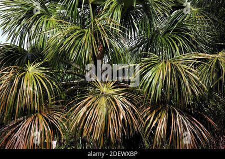 Palm Tree, Orinoco Delta in Venezuela Stock Photo - Alamy