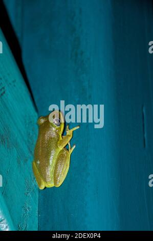 Seychelles Tree Frog (Tachycnemis seychellensis), peers behind a leaf ...