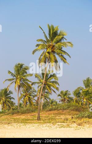 India, Goa, Utorda beach Stock Photo - Alamy
