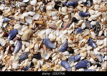 variety of broken seashells on a beach Stock Photo - Alamy