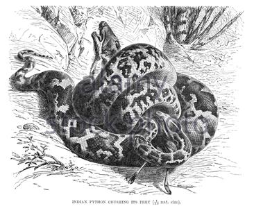 Indian rock python (Python molurus) from Pench National Park, Madhya ...