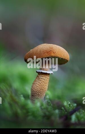 Saffron parasol mushrooms (Cystoderma amianthinum), also known as the ...
