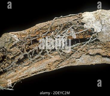 Honey Fungus or Boot-lace Fungus, Armillaria mellea. Growing on old cut ...