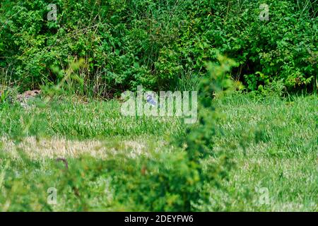 The grass is colorful with the ground, showing off a well-kept open ...