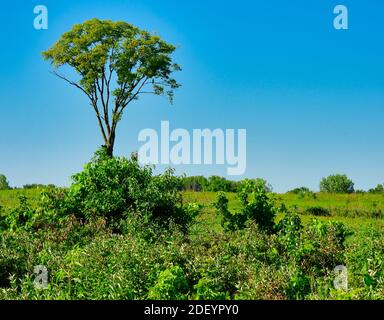Beautiful view of a red-tailed hawk in flight Stock Photo - Alamy