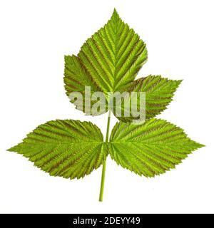 Triple green raspberry leaf isolated on a white background Stock Photo ...