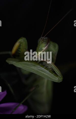 Praying mantis cleaning antennae Stock Photo - Alamy