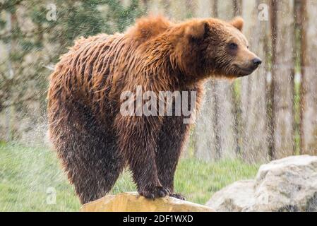 Brown Bear - Ours brun at the Zooparc Of Beauval in Saint-Aignan-sur ...