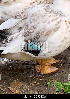 Very colorfull Backyard Pet Snowy Call ducks . High quality photo Stock ...