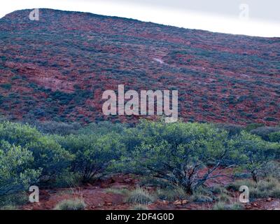 Burringurrah (Mt Augustus,1105m), is a large Inselberg on Wadjari land ...