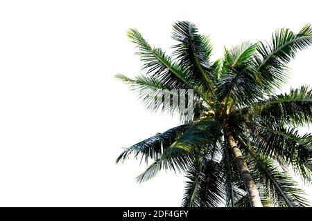 Green palm tree with fluffy leaf isolated on white background. Tropical ...