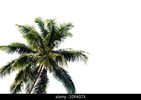 Green palm tree with fluffy leaf isolated on white background. Tropical ...