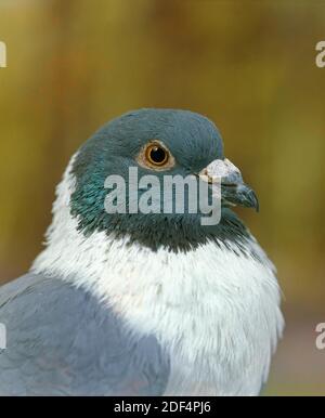 Blue Strasser Pigeon, Portrait of Adult Stock Photo - Alamy