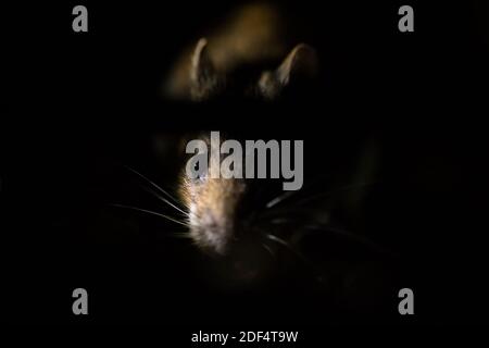 Yellow-necked mouse active at night in wild forest, Finland Stock Photo ...