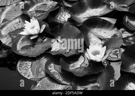 Waterlilly Flowers in Derwent Gardens, matlock Bath, Derbyshire, UK ...