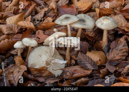 Group of Flowery Blewit, Lepista irina,in old beech woodland, New ...
