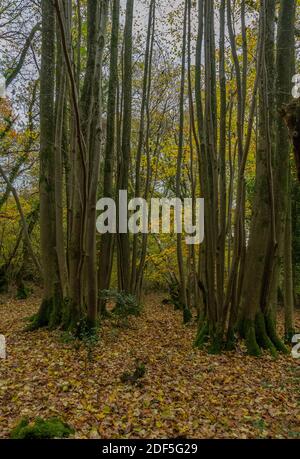 Very ancient coppiced stool of Small-leaved lime, Tilia cordata, with ...