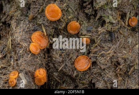 An eyelash fungus, Cheilymenia fimicola, growing on horse dung in ...
