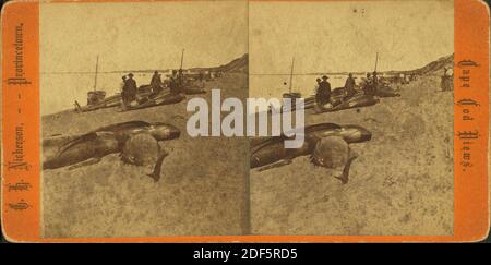 Blackfish., still image, Stereographs, 1850 - 1930, Nickerson, G. H ...