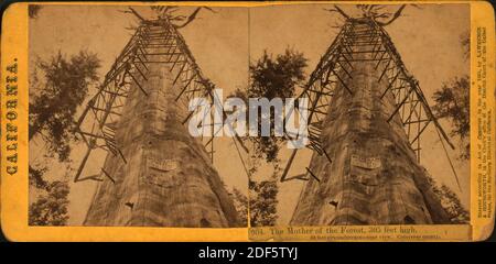 Mother of the Forest ; 305 feet high ; 63 feet circumference - near ...