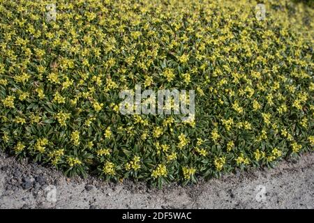 Balsam Bog; Bolax gummifera; Flowering; Saunders Island; Falkland ...
