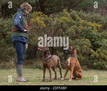 Female teach to sit dog labrador on green field.woman playing with dog ...