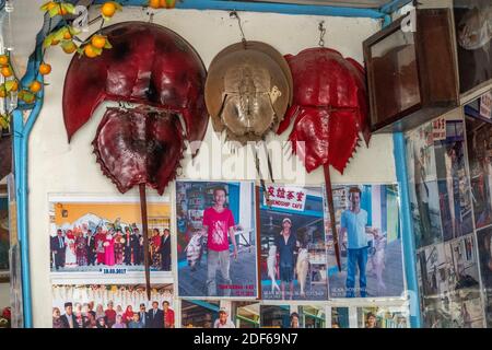 Horseshoe crab (Limulus polyphemus) dried skin from molt Stock Photo ...