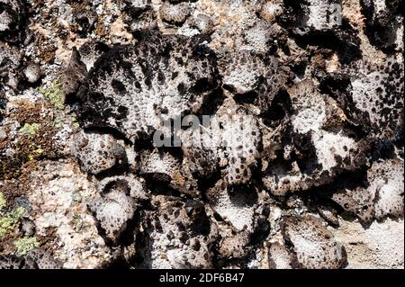 Rock tripe (Umbilicaria pustulata or Lasallia pustulata) is an ...