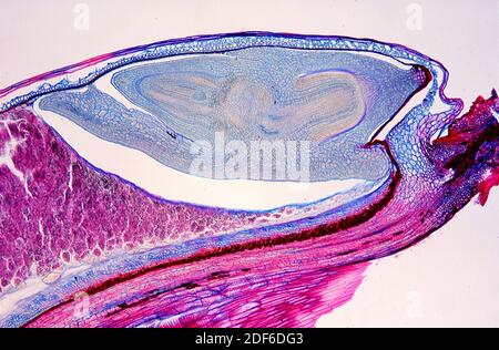 Germ or wheat embryo, longitudinal section. Optical microscope ...