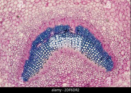 Conductive vessels, phloem and xylem in a vegetable dicot stem. Optical ...