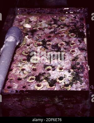 Coralline red encrousting algae (Lithothamnium sp Stock Photo - Alamy