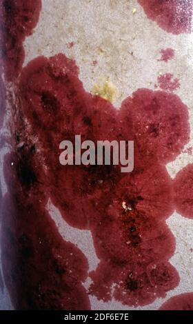 Coralline red encrousting algae (Lithothamnium sp Stock Photo - Alamy